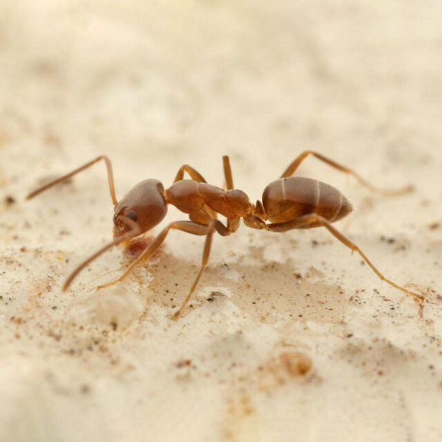 Formiga Argentina - SGS Pest Control